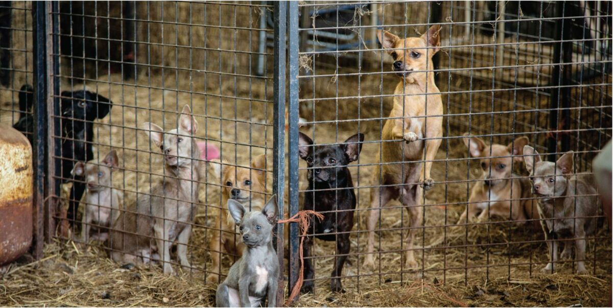 Animal Rescue Corps - Animal Rescue Corps