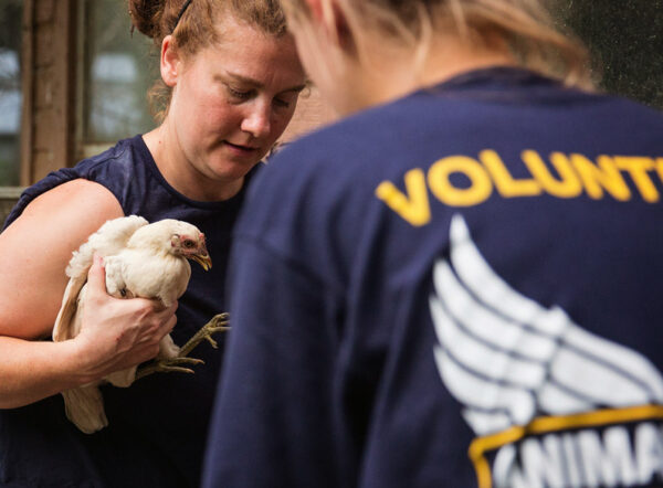 Animal Protection Organization - Animal Rescue Corps